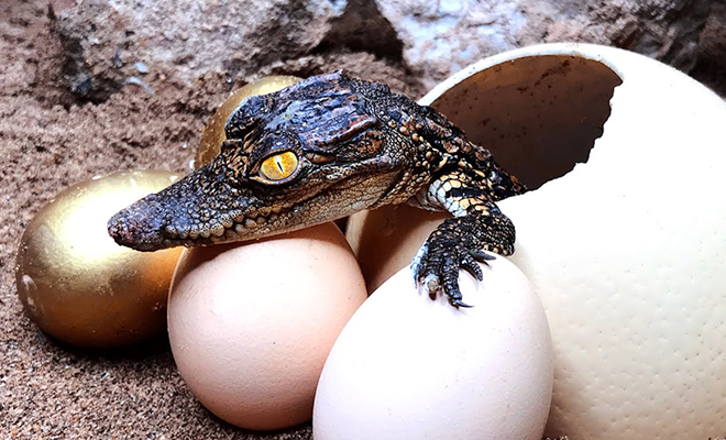A mother duck hatched a crocodile egg, and now the animal considers ...